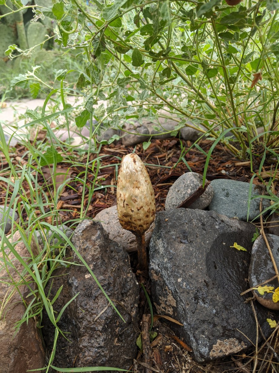 Mushrooms of the Tucson Basin – Desert Diaries