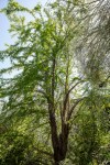 Ahuehuete: Taxodium mucronatum – Desert Diaries