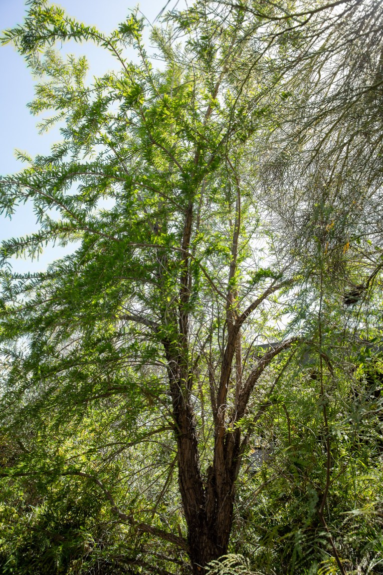 Ahuehuete: Taxodium mucronatum – Desert Diaries