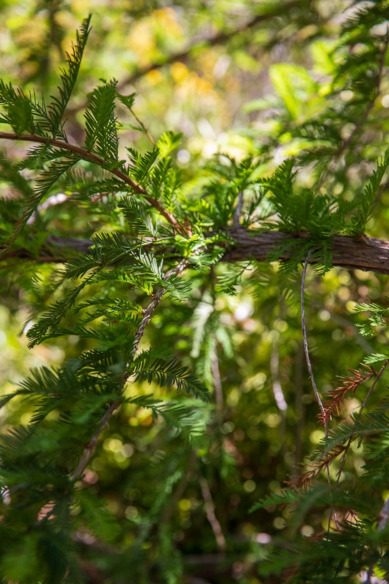 Ahuehuete: Taxodium mucronatum – Desert Diaries