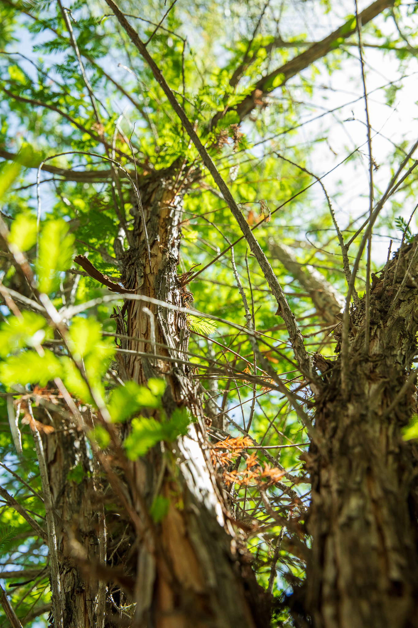 Ahuehuete: Taxodium mucronatum – Desert Diaries