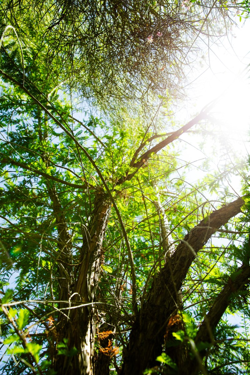 Ahuehuete: Taxodium mucronatum – Desert Diaries
