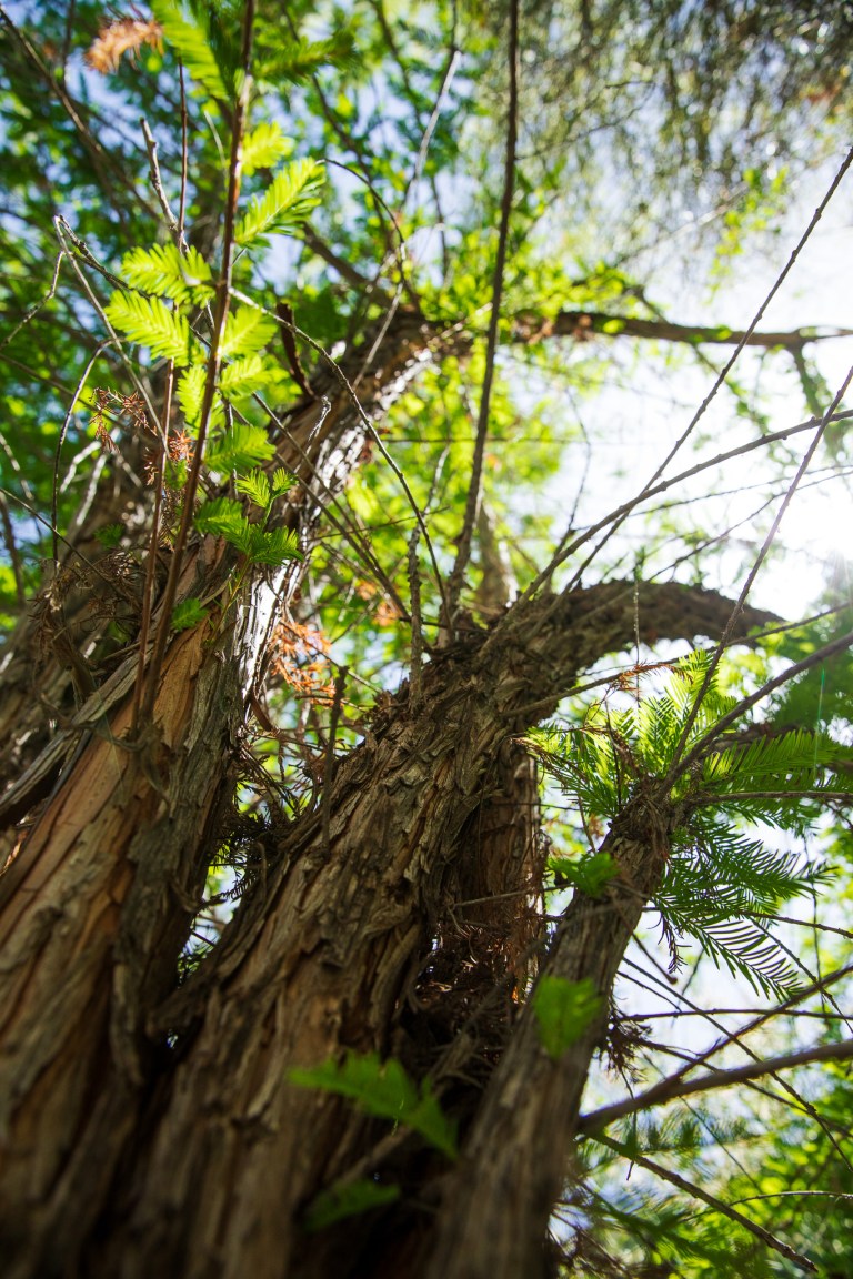 Ahuehuete: Taxodium mucronatum – Desert Diaries