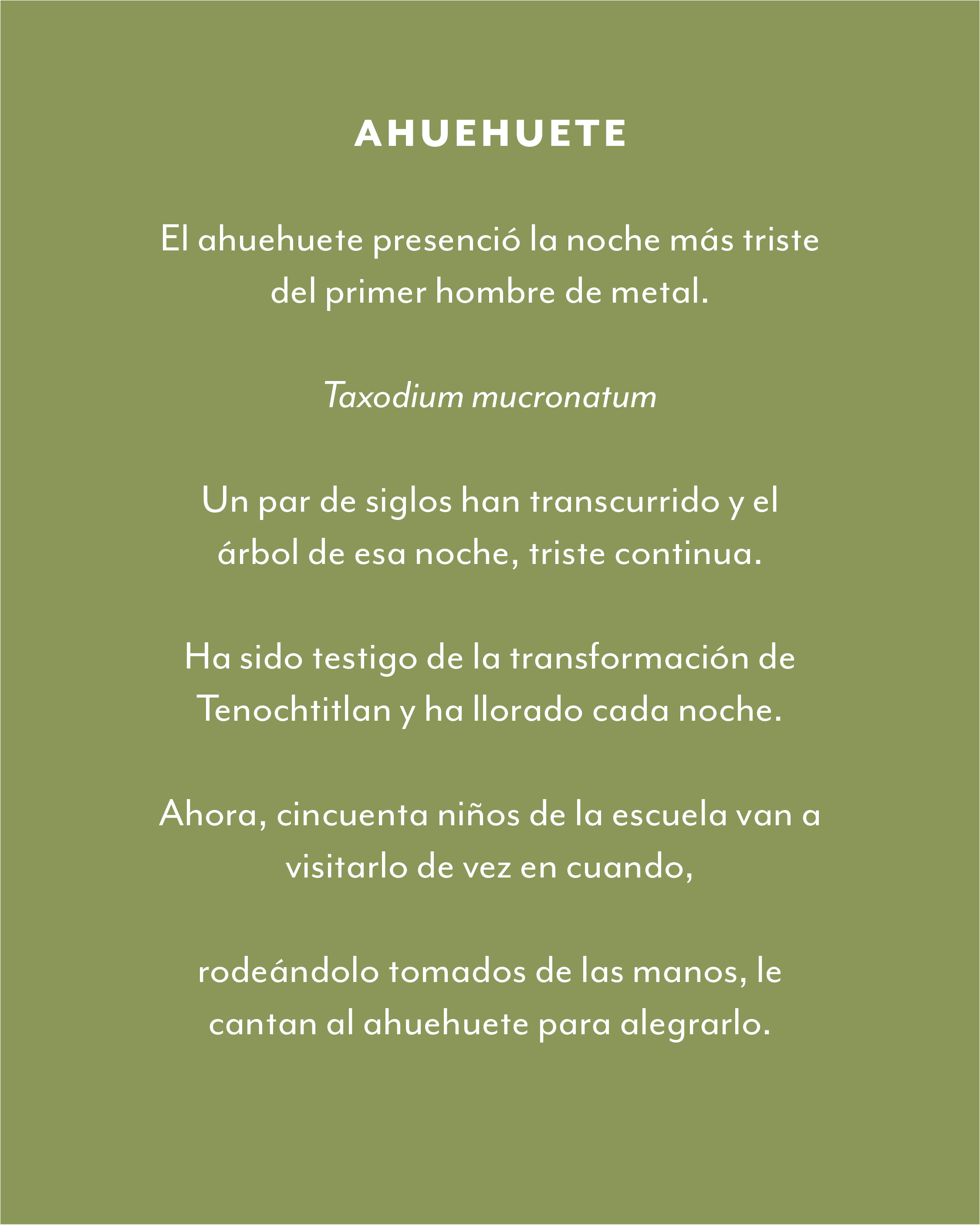 Ahuehuete: Taxodium mucronatum – Desert Diaries