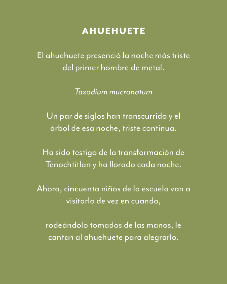 Ahuehuete: Taxodium mucronatum – Desert Diaries