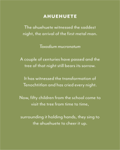 Ahuehuete: Taxodium mucronatum – Desert Diaries