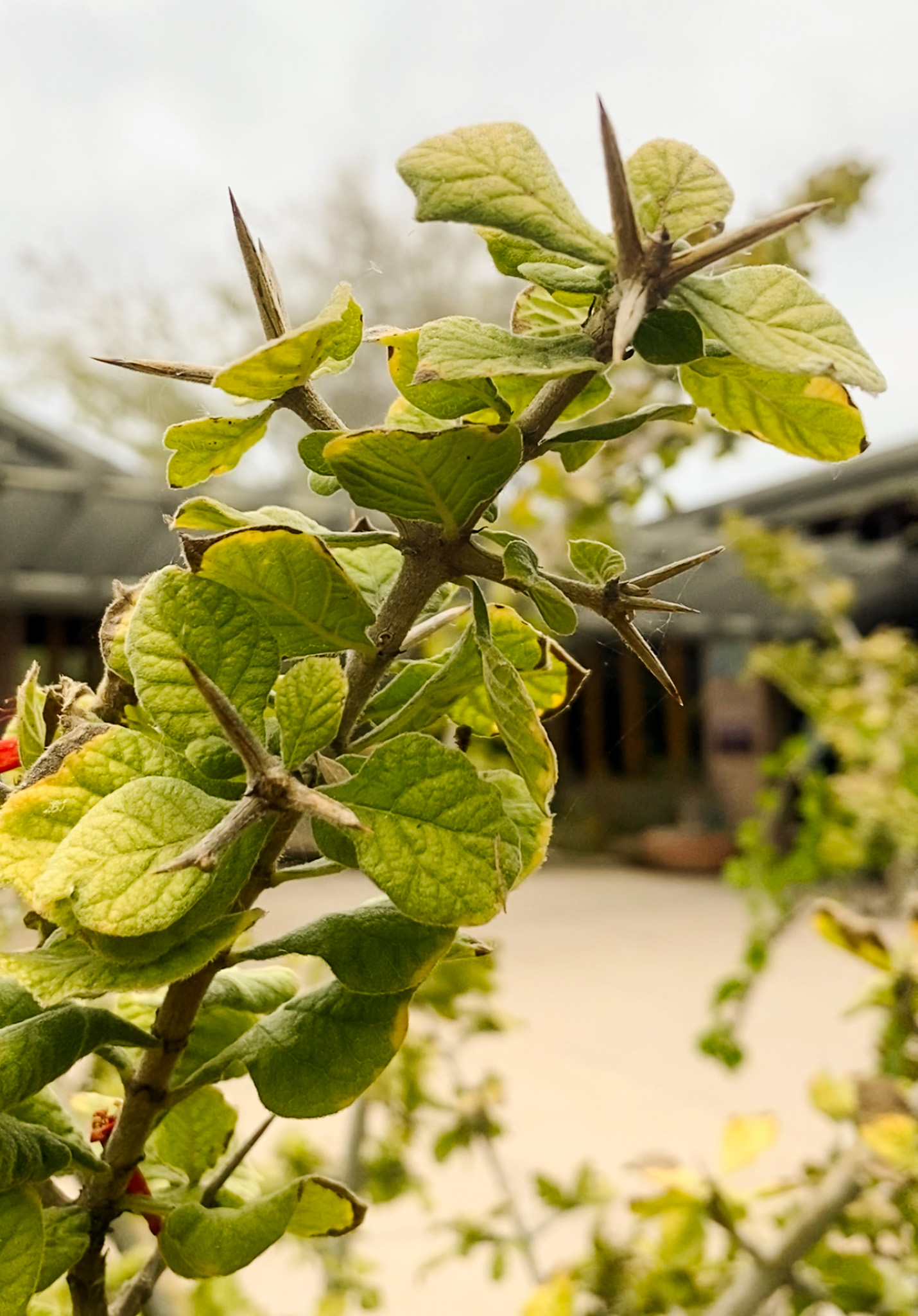 Papachi: Randia echinocarpa – Desert Diaries