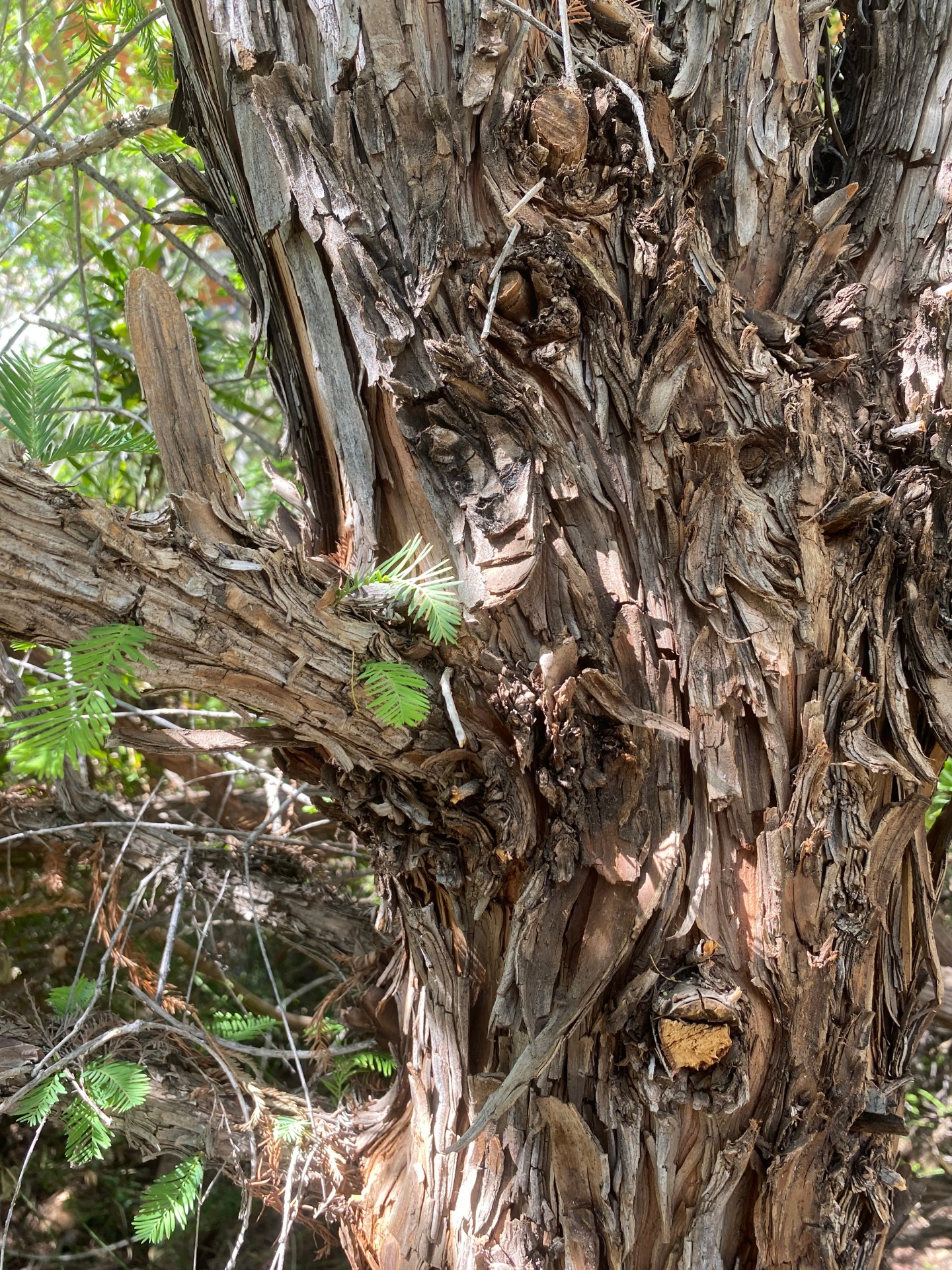 Ahuehuete: Taxodium mucronatum – Desert Diaries