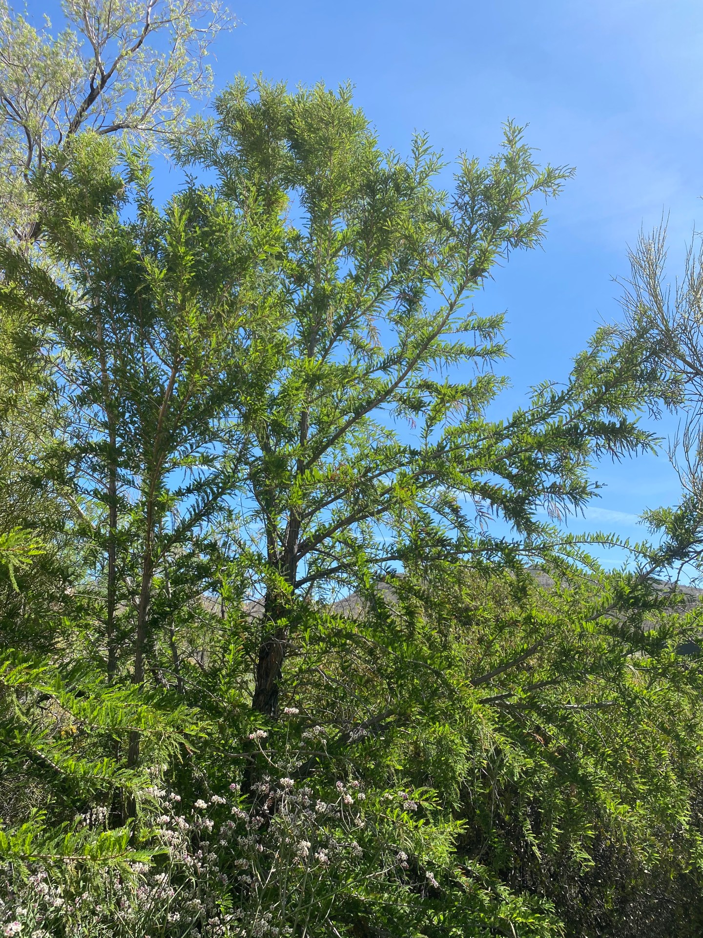 Ahuehuete: Taxodium mucronatum – Desert Diaries