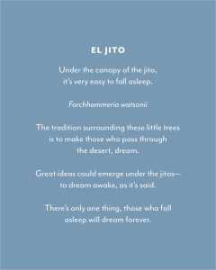 El Jito: Forchhammeria watsonii – Desert Diaries