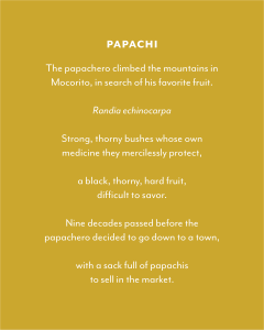 Papachi: Randia echinocarpa – Desert Diaries