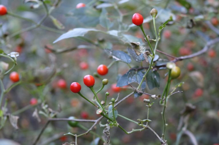 Community, Collaboration, and Conservation at the Desert Museum ...