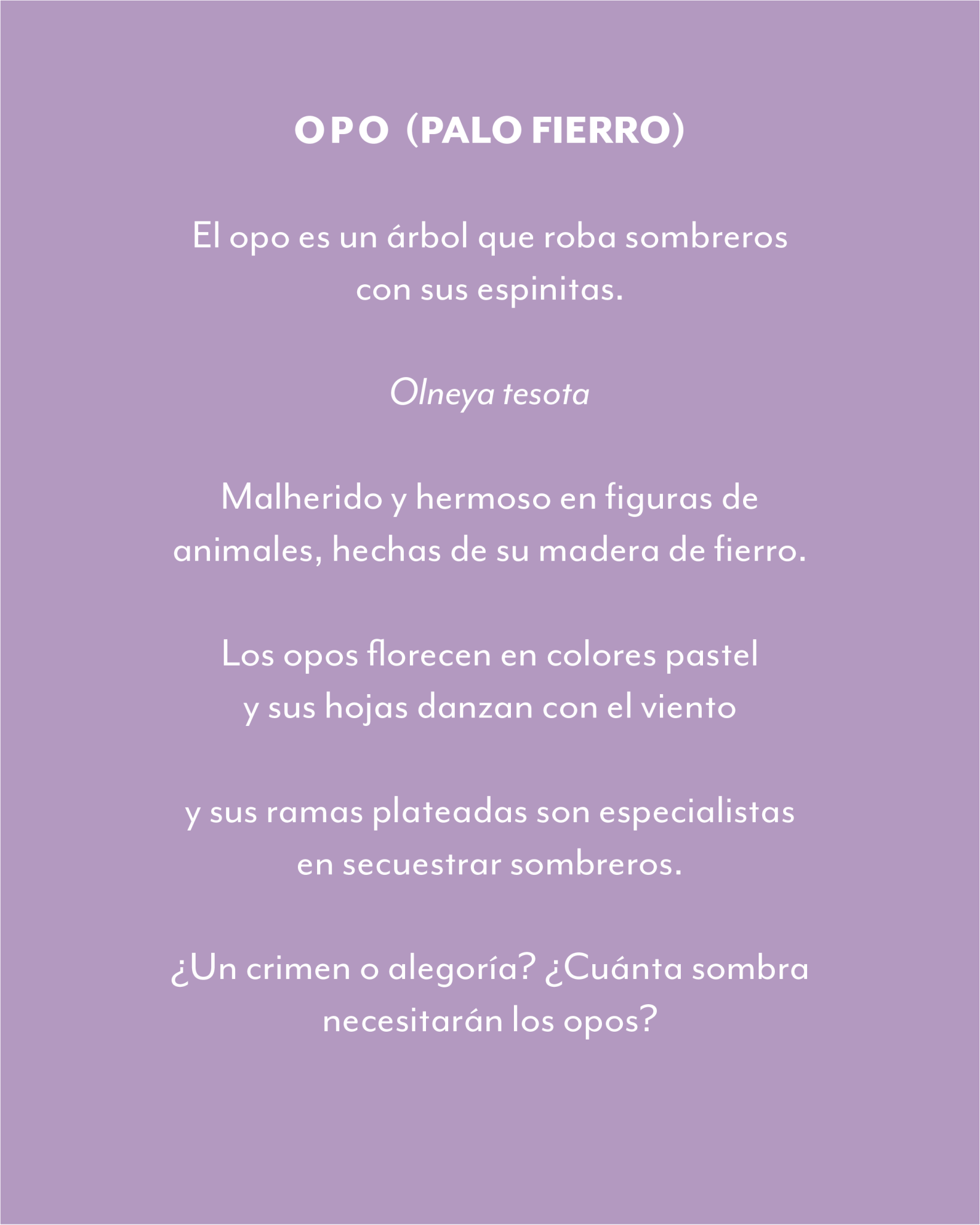 Opo: Olneya tesota – Desert Diaries