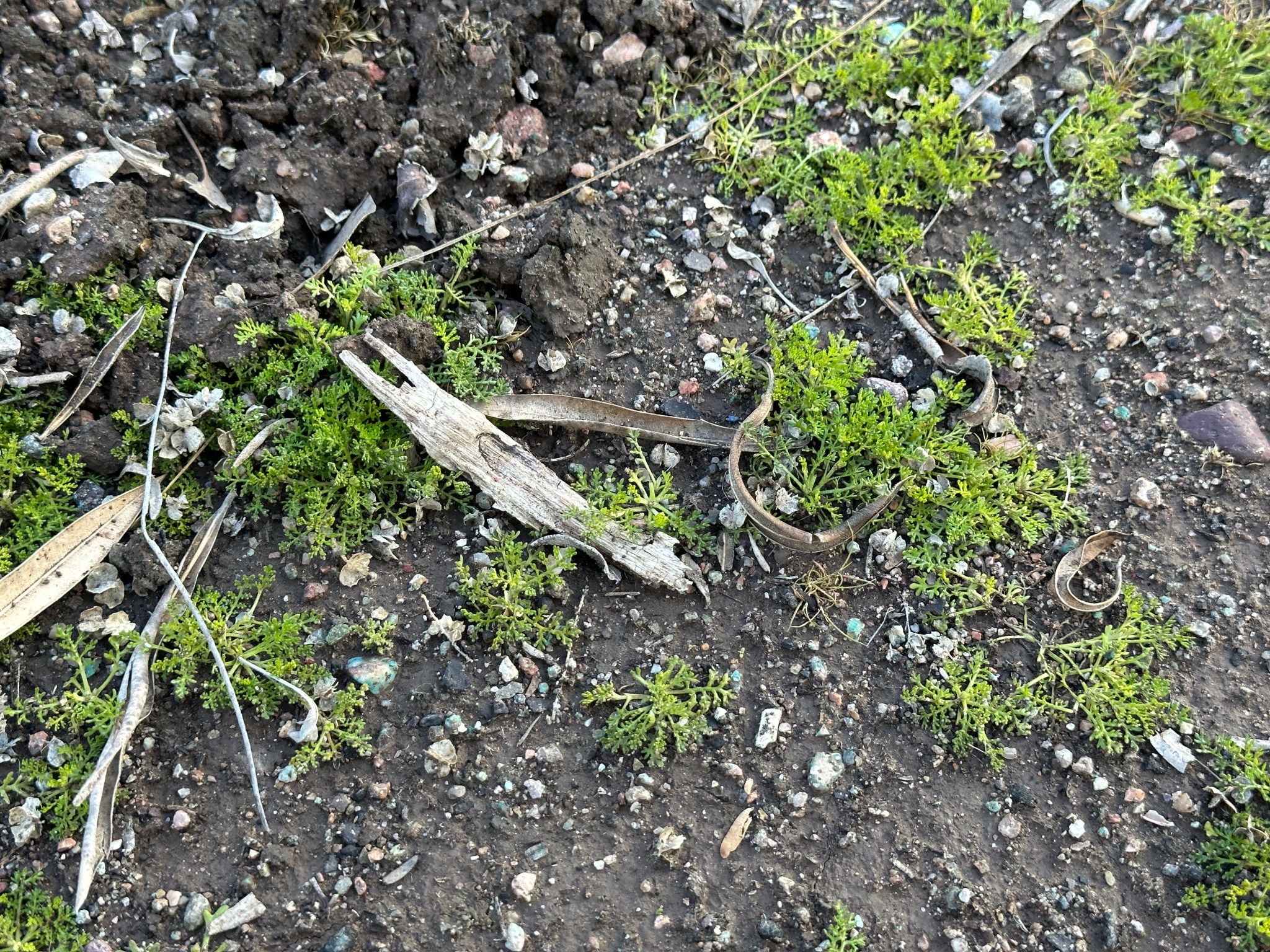Stinknet and Saguaros: Protecting the Future of the Sonoran Desert ...