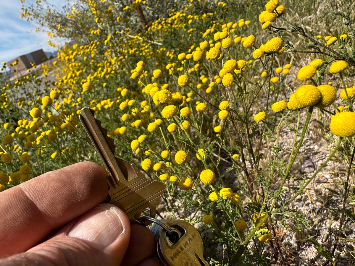 Stinknet and Saguaros: Protecting the Future of the Sonoran Desert ...