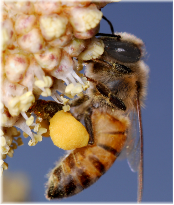 Bees, Barcodes, and Biodiversity – Desert Diaries
