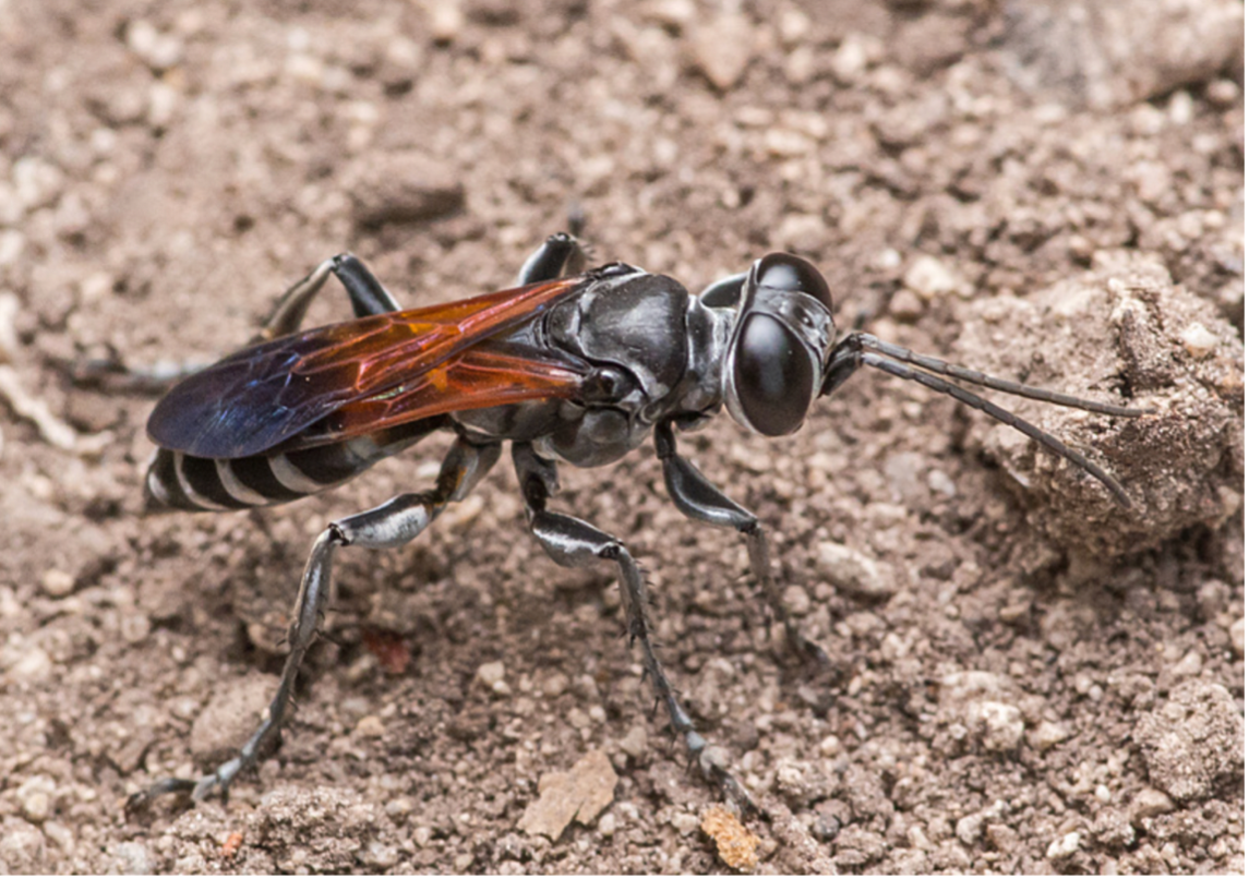 Bees, Barcodes, and Biodiversity – Desert Diaries