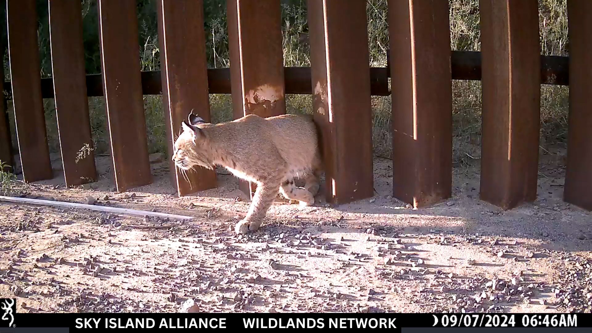 Creating passage for wildlife across the U.S.-Mexico border – Desert ...