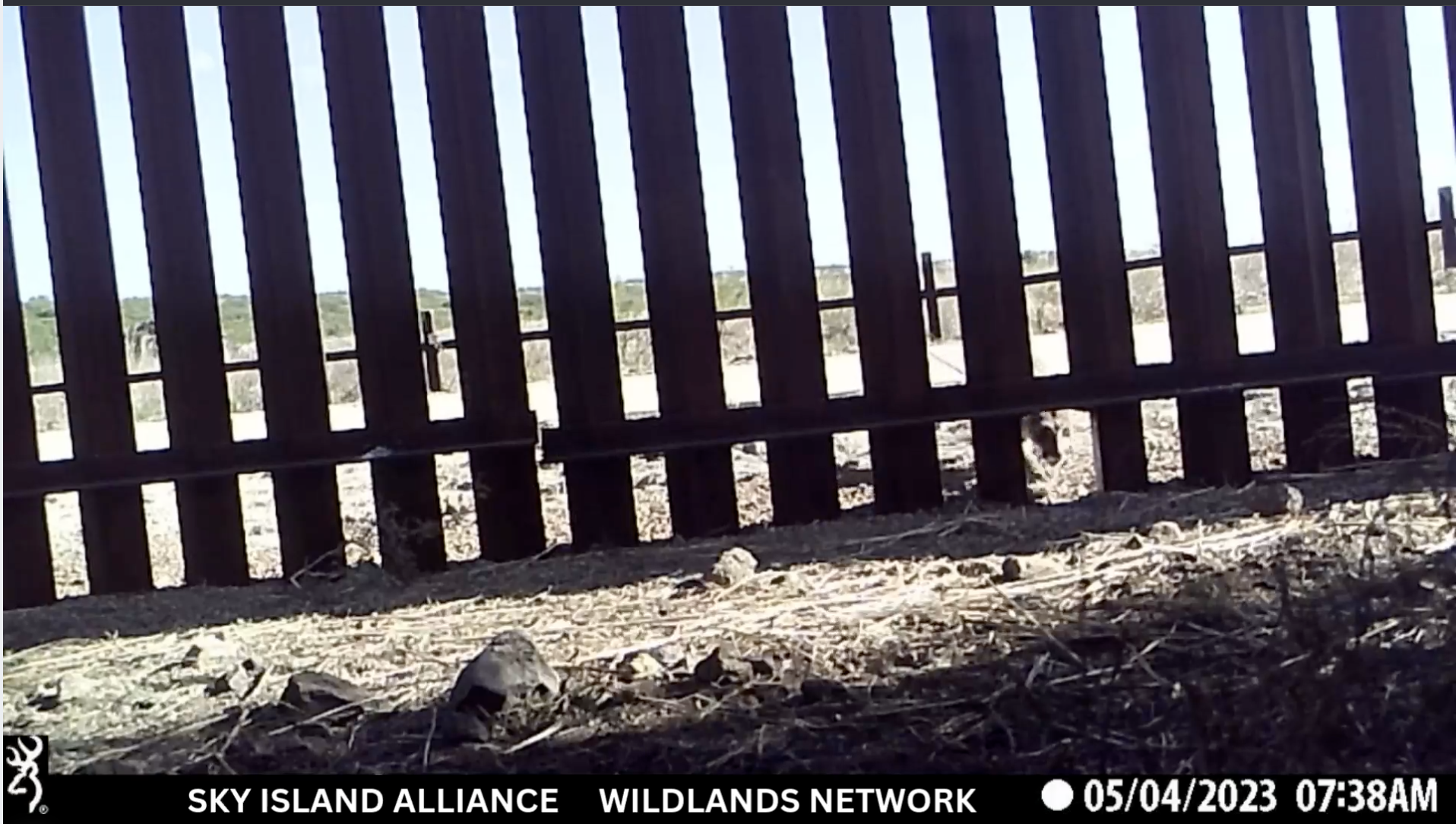 Creating passage for wildlife across the U.S.-Mexico border – Desert ...