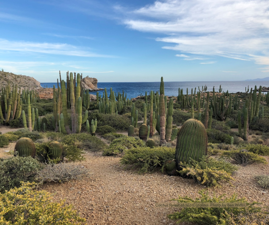An Ecological Checkup for the Gulf of California – Desert Diaries
