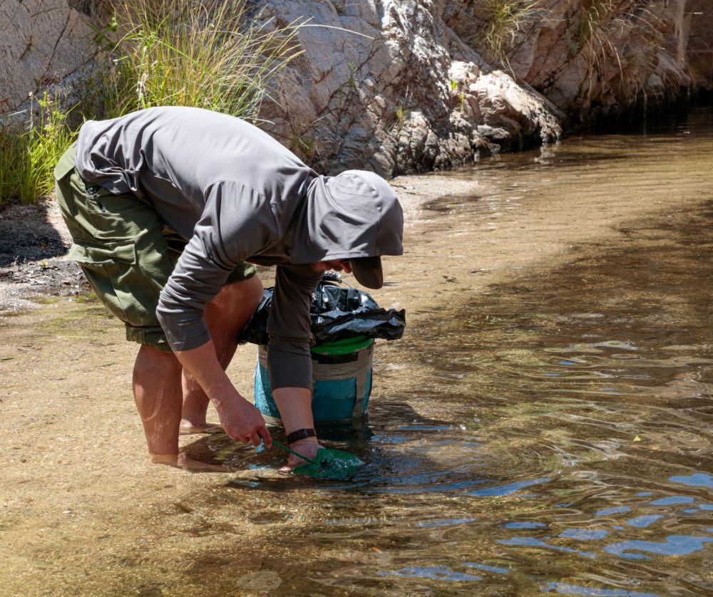 Rehoming Sabino Canyon’s Native Fish – Desert Diaries