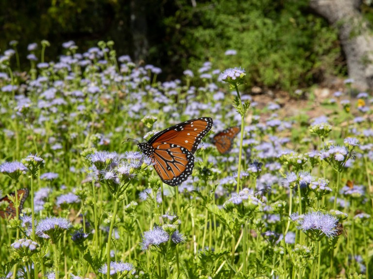 Monarch Vs. Queen Butterflies and Tracking Migration – Desert Diaries