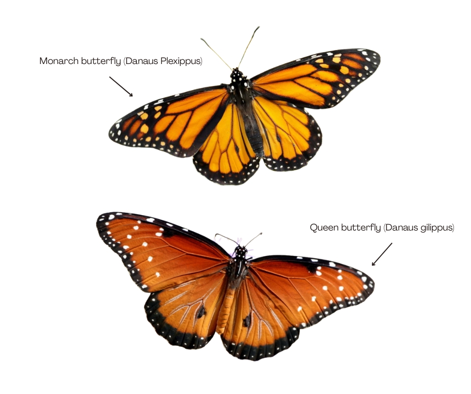 Monarch Vs. Queen Butterflies and Tracking Migration – Desert Diaries